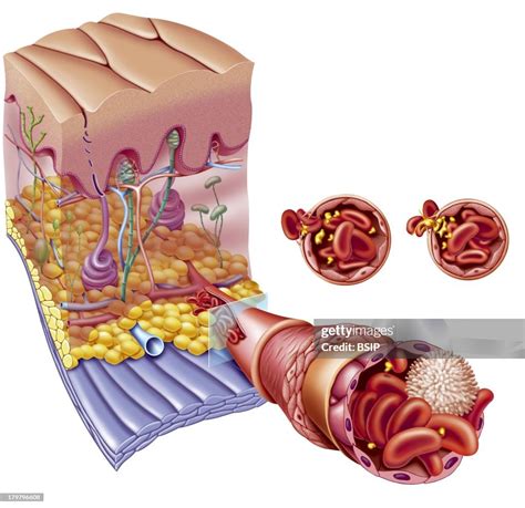 Skin Illustration Three Dimensional Cross Section Of Skin With A News Photo Getty Images