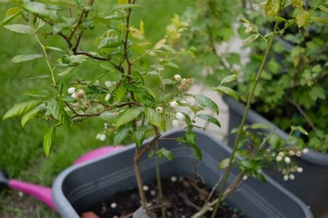 Blueberry Plant In A Pot Stock Image Image Of Organic 363905839