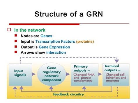 Gene Regulatory Networks