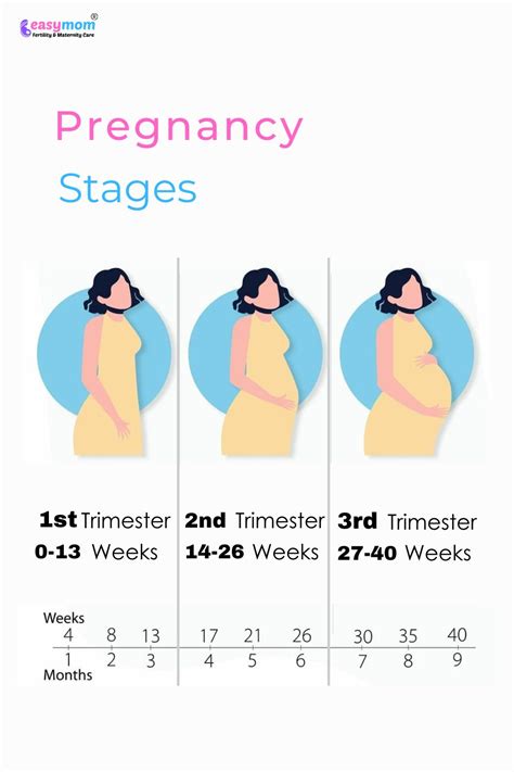 Pregnancy Stages Artofit