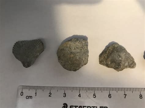 Scallop Shaped Fossils From Arkona Fossil ID The Fossil Forum