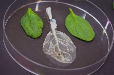 Biomedically Engineered Spinach Transforms Lab Grown Meat Matlab And Simulink