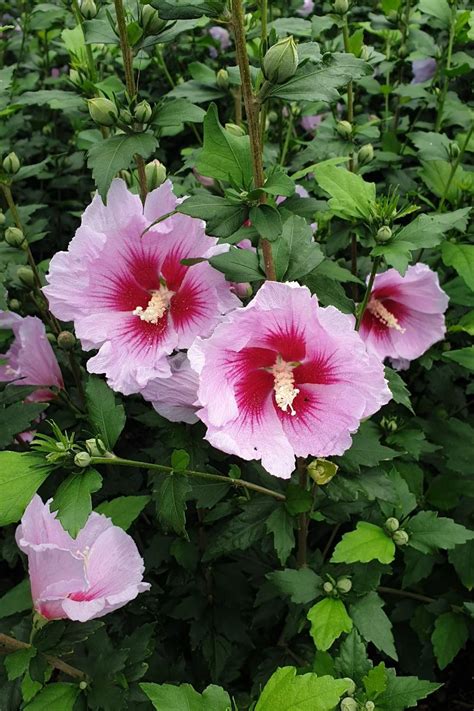 [플가] 무궁화 불꽃 Hibiscus Syriacus Pulkkot