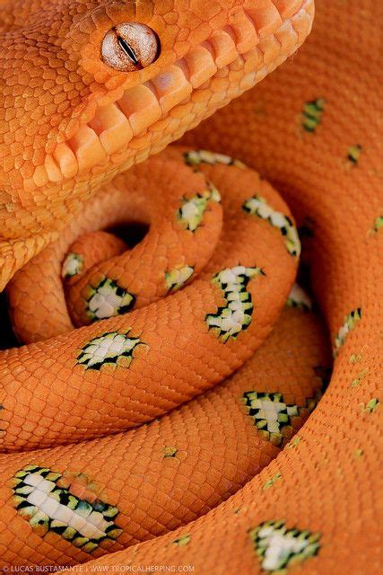 Emerald Tree Boa Coralus Batesii Juvenile By Lucas M Bustamante