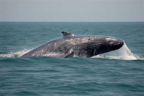 鲸鱼在海中高清图片下载 正版图片600505658 摄图网 鲸鱼在海中高清图片下载 正版图片600505658 摄图网