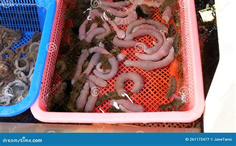 Plastic Crate Of Urechis Unicinctus Or Penis Fish On Display In Market