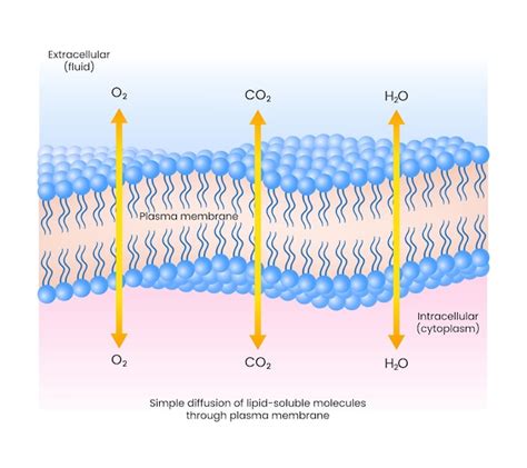 Simple Diffusion Of Lipid Soluble Molecules Through Plasma Membrane
