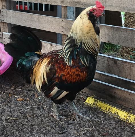 Chicken Farmer Laughs Like A Chicken R Chickens