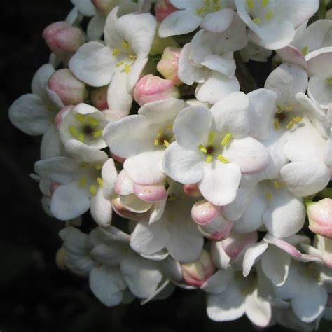 Burkwood Viburnum Viburnum Burkwoodii Walnut Lane Gardens