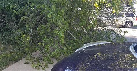 Rip Tree Album On Imgur