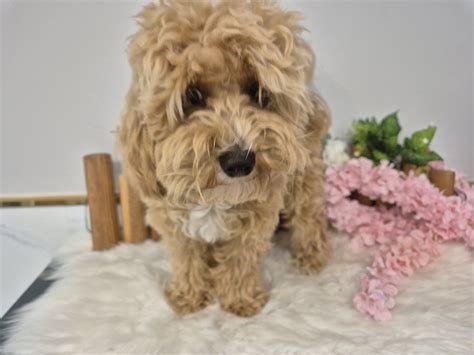 말티푸 시루 스피츠성격 시바견성격 시베리안허스키성격 시츄성격 요크셔테리어성격 웰시코기성격 이탈리아그레이하운드성격 치와와성격 코카스파니엘성격 폼스키성격 폼치성격 폼피츠성격