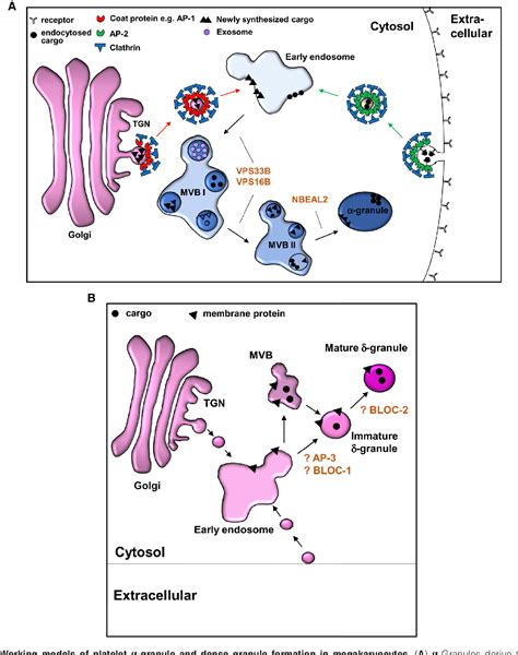 Figure 2 From The Life Cycle Of Platelet Granules Semantic Scholar