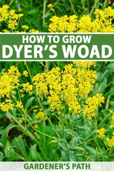 How To Grow And Care For Dyers Woad Gardeners Path How To Grow And Care For Dyers Woad Gardeners Path