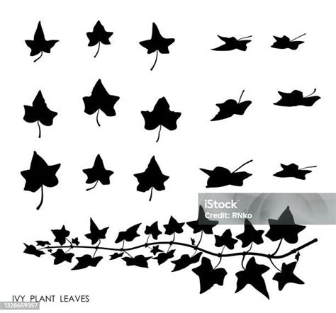 블랙 얇은 Ivy 리아나 잔디 잎 실루엣 에 고립 된 흰색 얇은 식물을 등반 가을 이낙하 필드 잔디 잎 스텐실 벡터 0명에 대한
