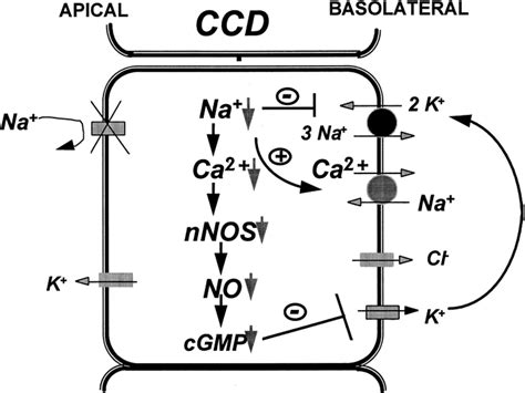 A Model Of A Principal Tubule Cell In The Ccd Illustrating The