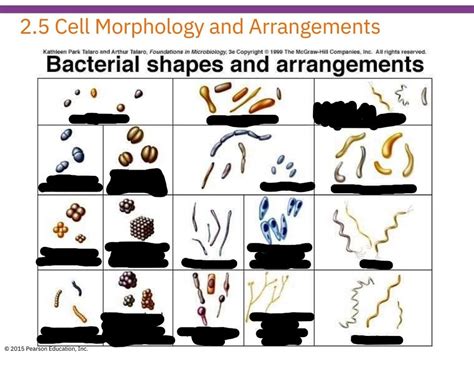 Bacteria Shapes And Arrangements Diagram Quizlet