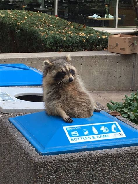 19 Trash Pandas Guaranteed To Brighten Your Day Raccoon Funny Trash