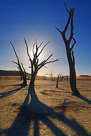Camelthorn Trees Photo12 Imagebroker I Schulz