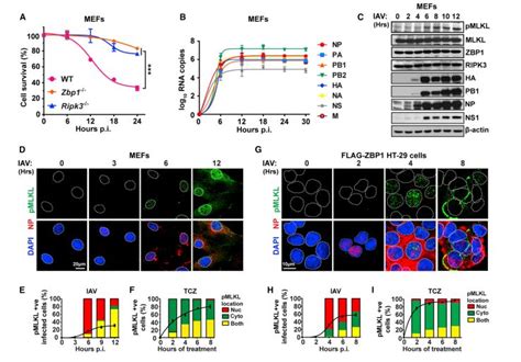 Cell重磅：zbp1感知流感病毒，还可能协助癌症治疗 细胞