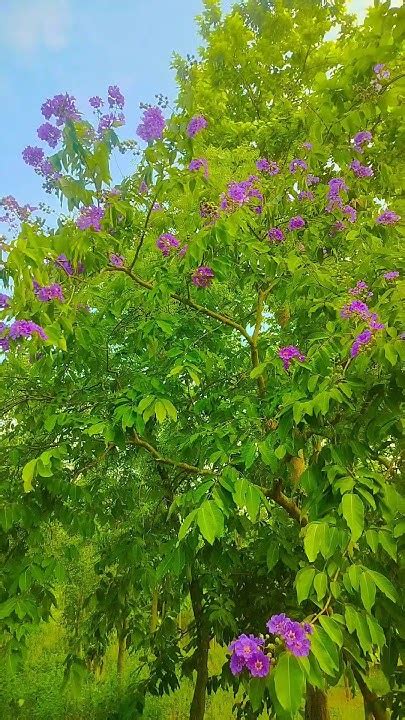 Jarul Flower জারুল ফুল গাছ। Youtube