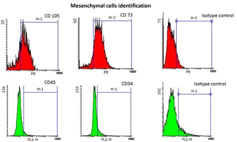 Surface Marker Analyses Of The Isolated Adipose Derived Cells From Download Scientific Diagram