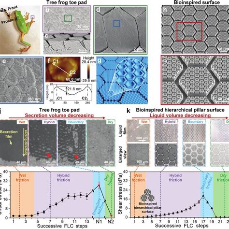 Pdf Wet Surface Attachment Micro Nano Hierarchical Structure Enhanced Strong Wet Friction
