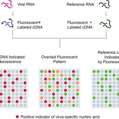 Nucleic Acid Hybridization Using Microarray Viral Cdna And Reference