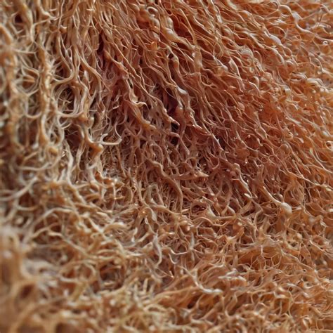 Exploring Waxing Myths Hair Growth Implications