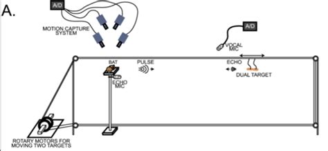action enhances acoustic cues for 3 d target localization by echolocating bats flashcards quizlet