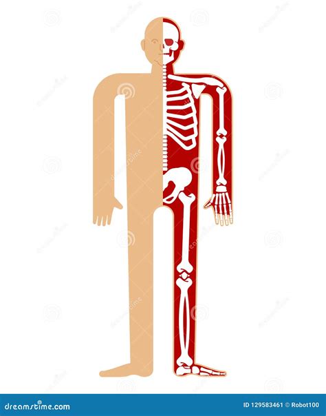 Skeleton Anatomy Human Skeletal System Cross Section Stock Vector