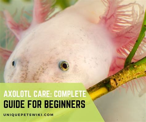 Axolotl Care Complete Guide For Beginners