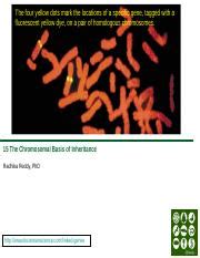 Understanding Chromosomal Inheritance And Sex Linked Genes Course Hero