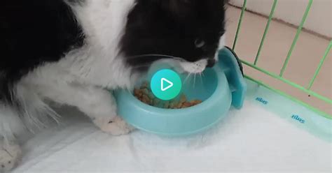 Momo Has Recurrance Issue With Her Gums For The Past Three Months That Makes Her Having