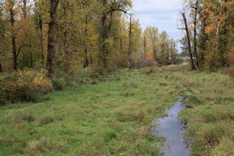Wetlands Biome In Western Washington State Stock Image Image Of
