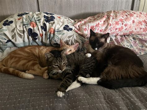 Meow Irl R Meow Irl