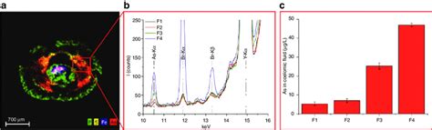μ Xrf Distribution Maps 25 μm Resolution Of P S Fe And As In A Thin