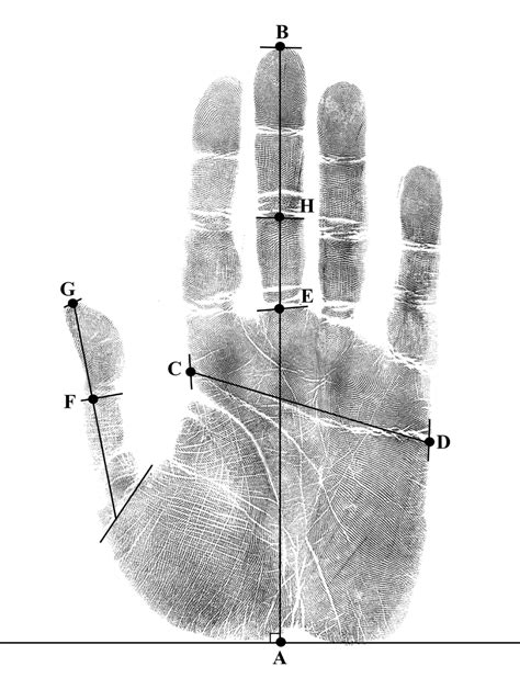 Handprint Measurements Used In The Study Download Scientific Diagram