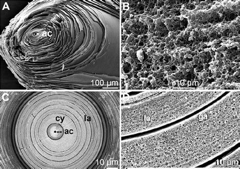 Morphology Of Hexactinellid Spicules Concentric Organization Of The