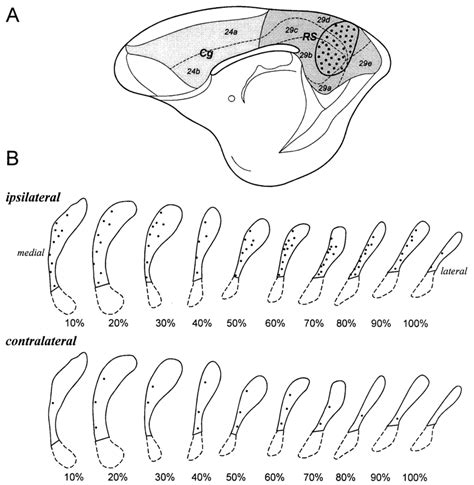 Localization Of Fb Injection Into The Retrosplenial Cortex Rs Of