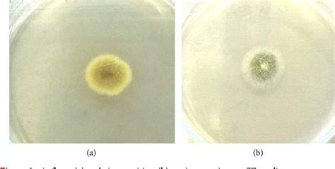 Figure 2 From Identification Of Aflatoxigenic Fungi And Detection Of