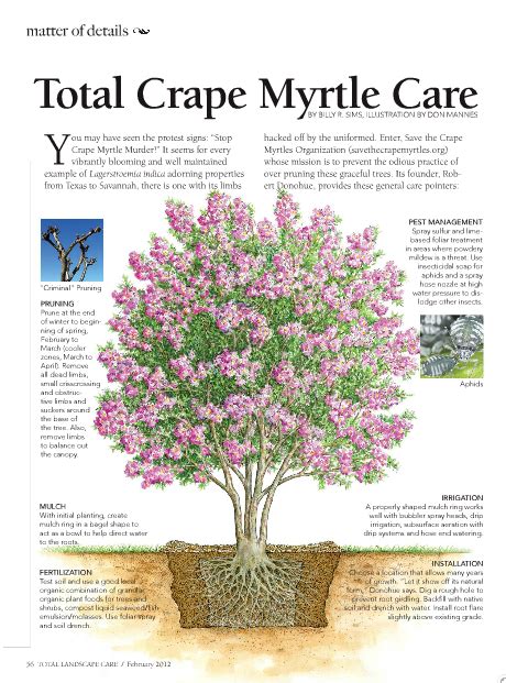How To Plant A Crepe Myrtle Artofit