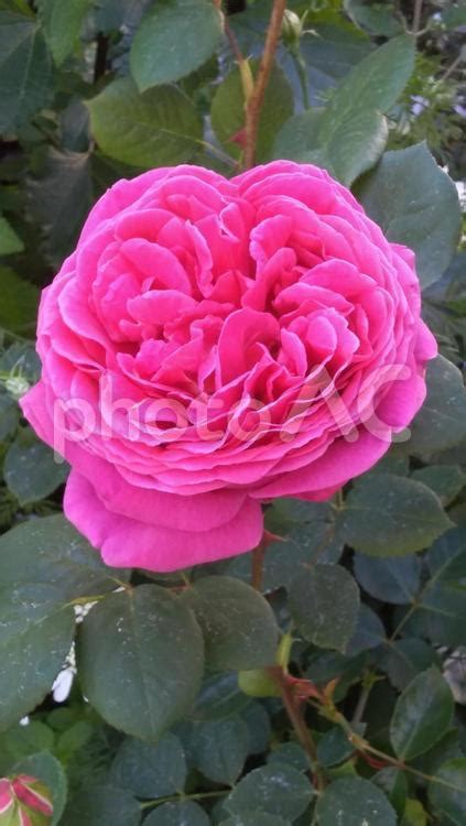 薔薇 No 23954514|写真素材なら「写真ac」無料(フリー)ダウンロードok 薔薇 No 23954514|写真素材なら「写真ac」無料(フリー)ダウンロードok