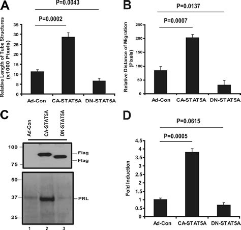 Figure 1 From Stat5 And Prolactin Participate In A Positive Autocrine
