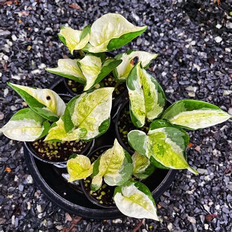 Plantsie Well Soon Have Four Of These Japanese Global Tricolour