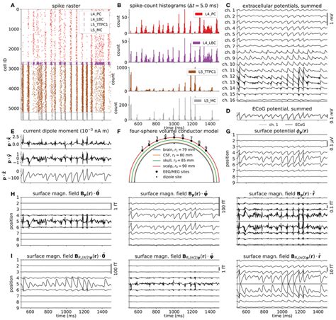 Intra And Extracellular Measures Of Activity In Example Network A