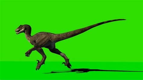 Velociraptor Running On Green Screen Stock Footage Video 100 Royalty