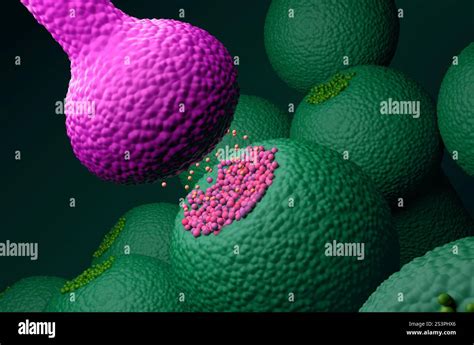 Postsynaptic Neuron Receptors Dendrite Receive Emitted
