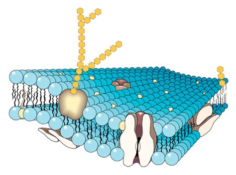Diagram Of Plasma Membrane Quizlet