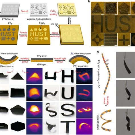 Biomimetic Soft Walking Robot A The Movement Process Of The Inchworm Download Scientific