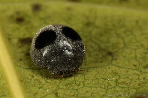 Globe Marked Lady Beetle Azya Orbigera Bugguide Net